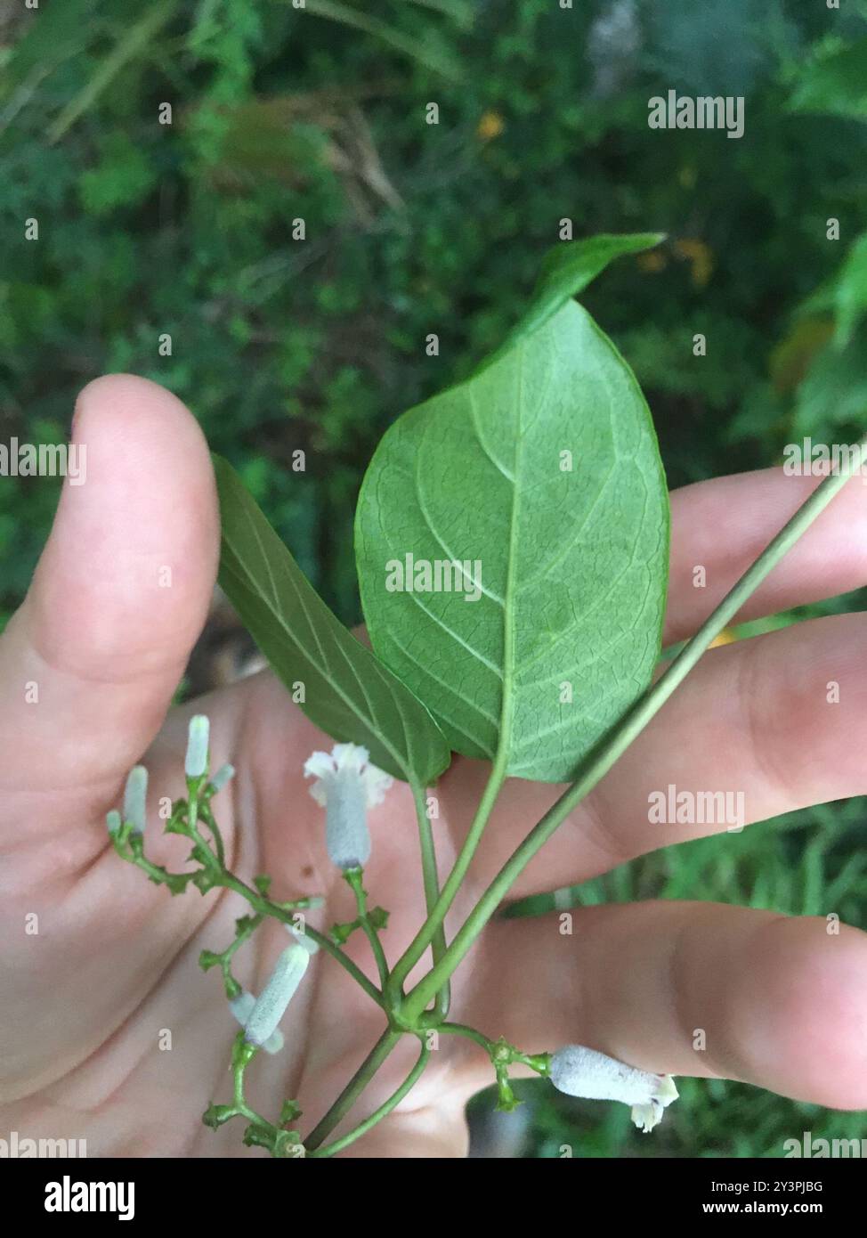 skunk vine (Paederia foetida) Plantae Stock Photo - Alamy