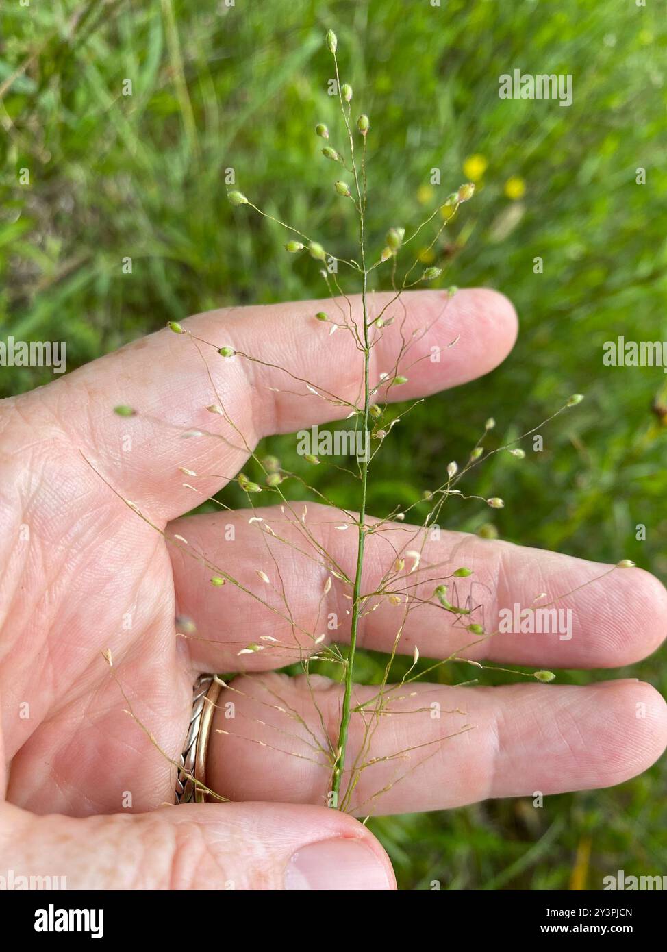Velvet Panicum (Dichanthelium scoparium) Plantae Stock Photo - Alamy