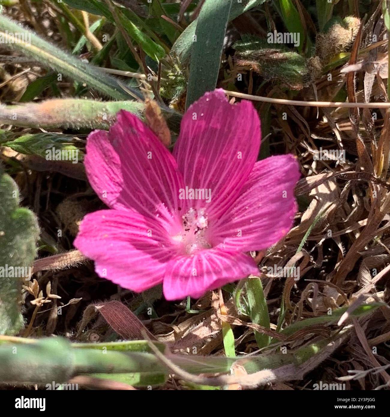 checkerbloom (Sidalcea malviflora) Plantae Stock Photo - Alamy