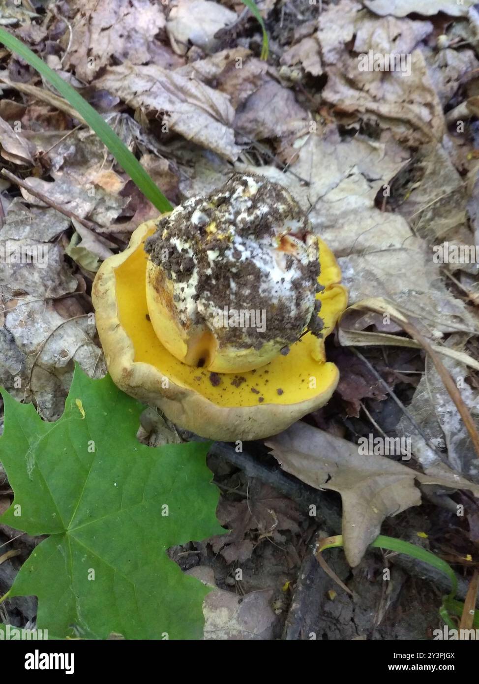 boletes (Boletaceae) Fungi Stock Photo - Alamy