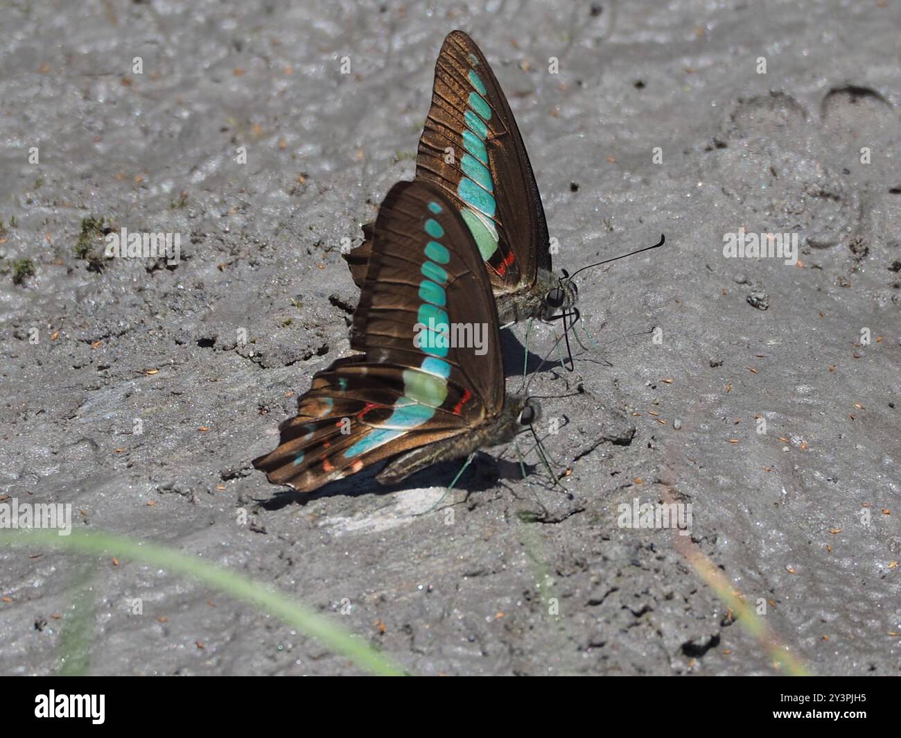 Common Bluebottle (Graphium sarpedon) Insecta Stock Photo - Alamy