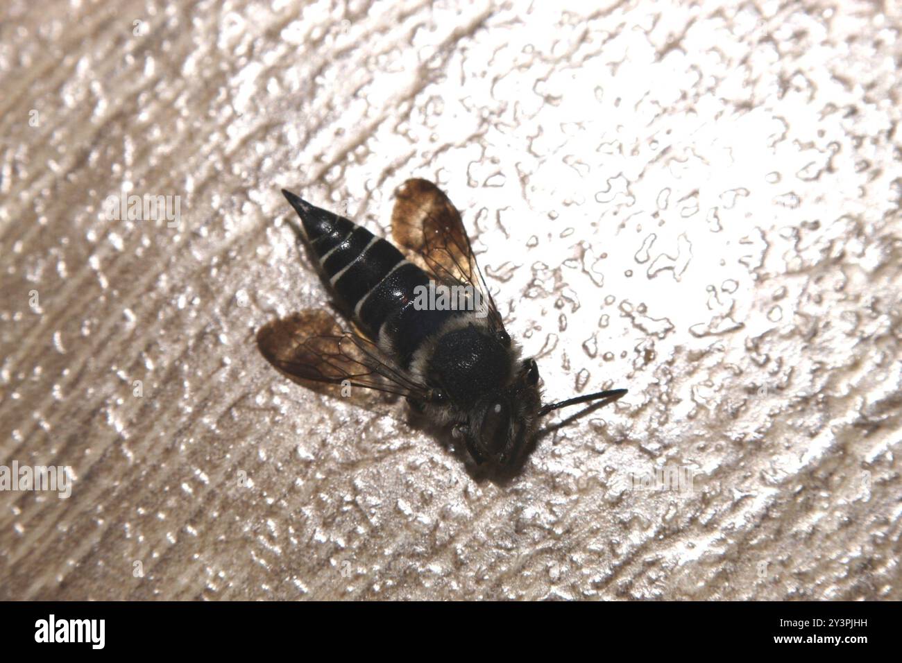 Shiny-vented Sharp-tail Bee (Coelioxys inermis) Insecta Stock Photo - Alamy