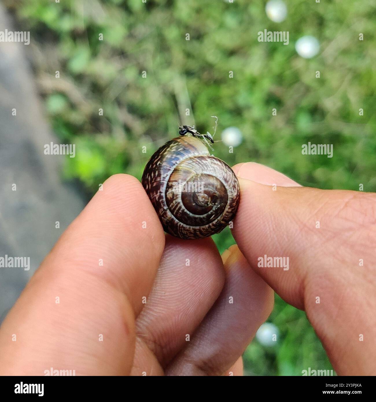 Copse Snail (Arianta arbustorum) Mollusca Stock Photo - Alamy