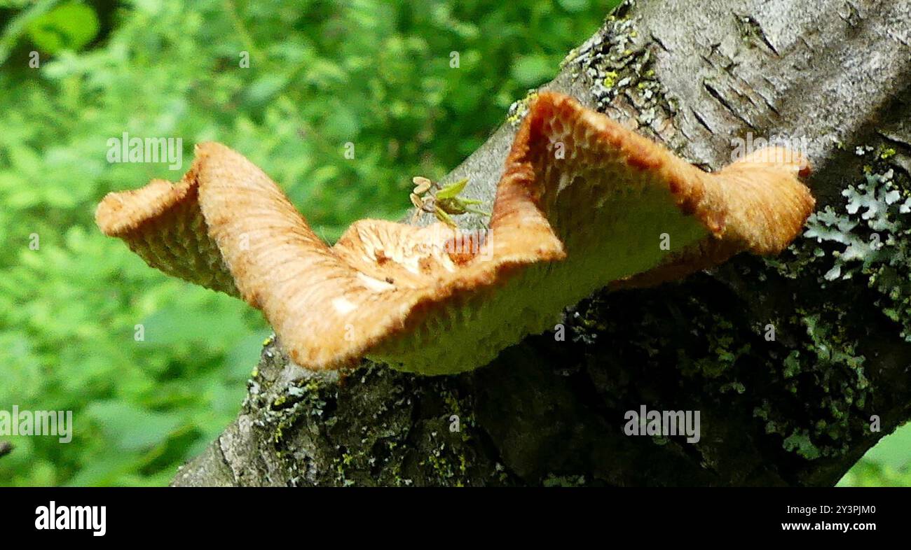 hexagonal-pored polypore (Neofavolus alveolaris) Fungi Stock Photo - Alamy