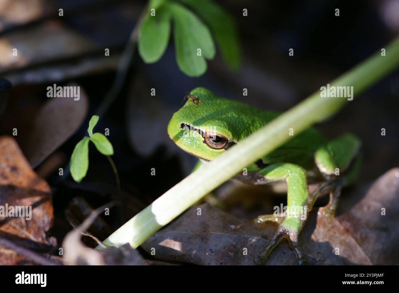 Eastern Tree Frog (Hyla orientalis) Amphibia Stock Photo - Alamy