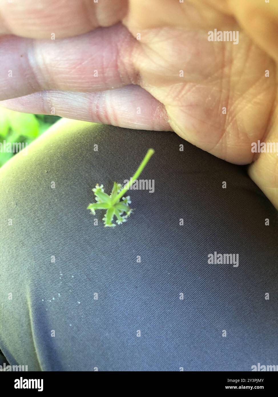 fool's watercress (Apium nodiflorum) Plantae Stock Photo - Alamy