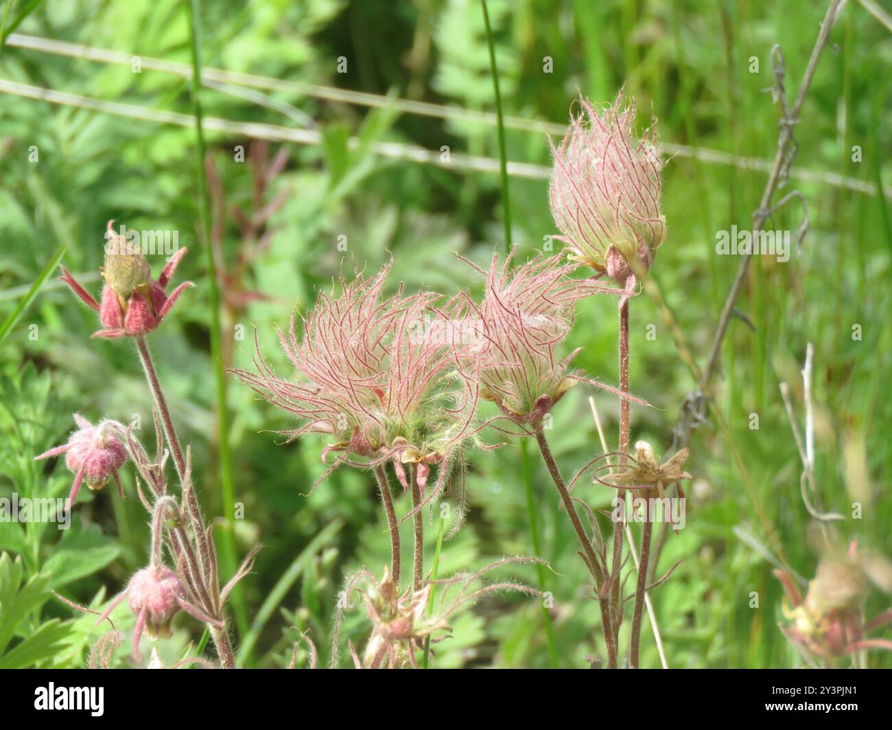 prairie smoke (Geum triflorum) Plantae Stock Photo - Alamy