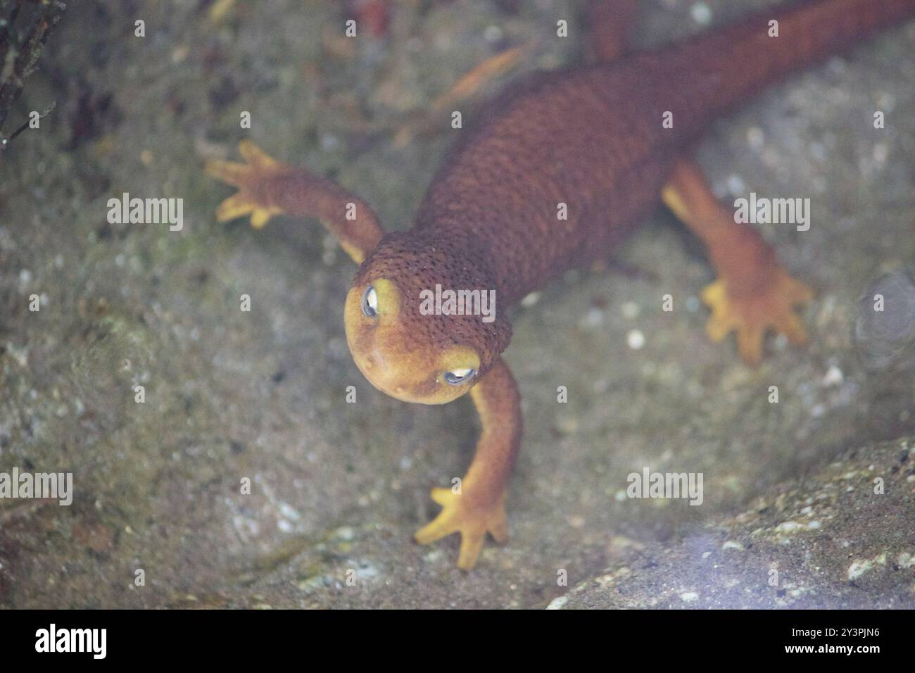 California Newt (Taricha torosa) Amphibia Stock Photo - Alamy