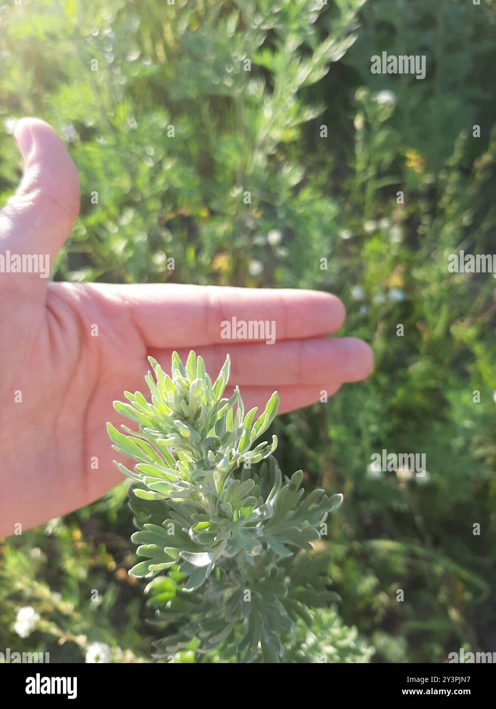 absinthe wormwood (Artemisia absinthium) Plantae Stock Photo - Alamy