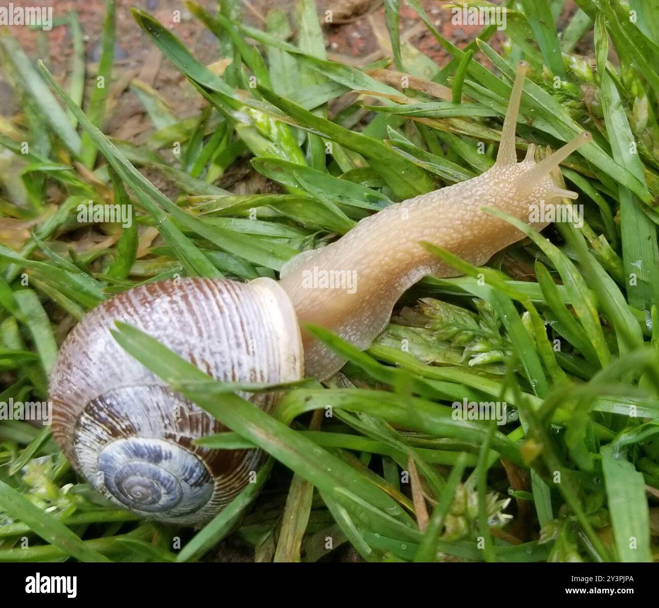 Oregon forestsnail (Allogona townsendiana) Mollusca Stock Photo - Alamy