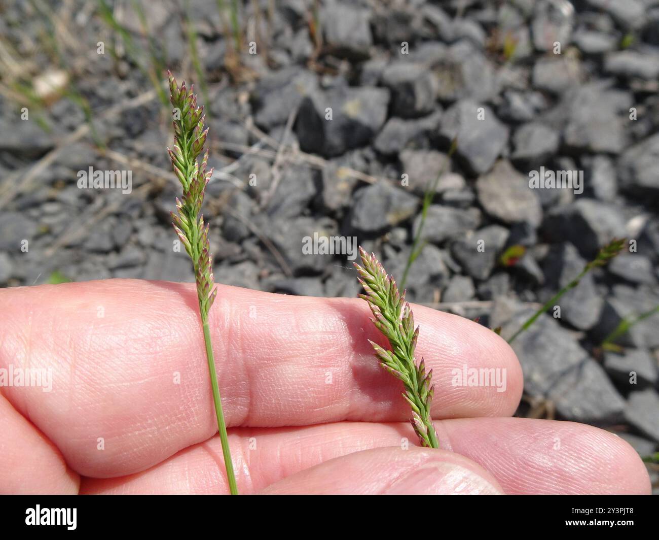 Canada bluegrass (Poa compressa) Plantae Stock Photo - Alamy