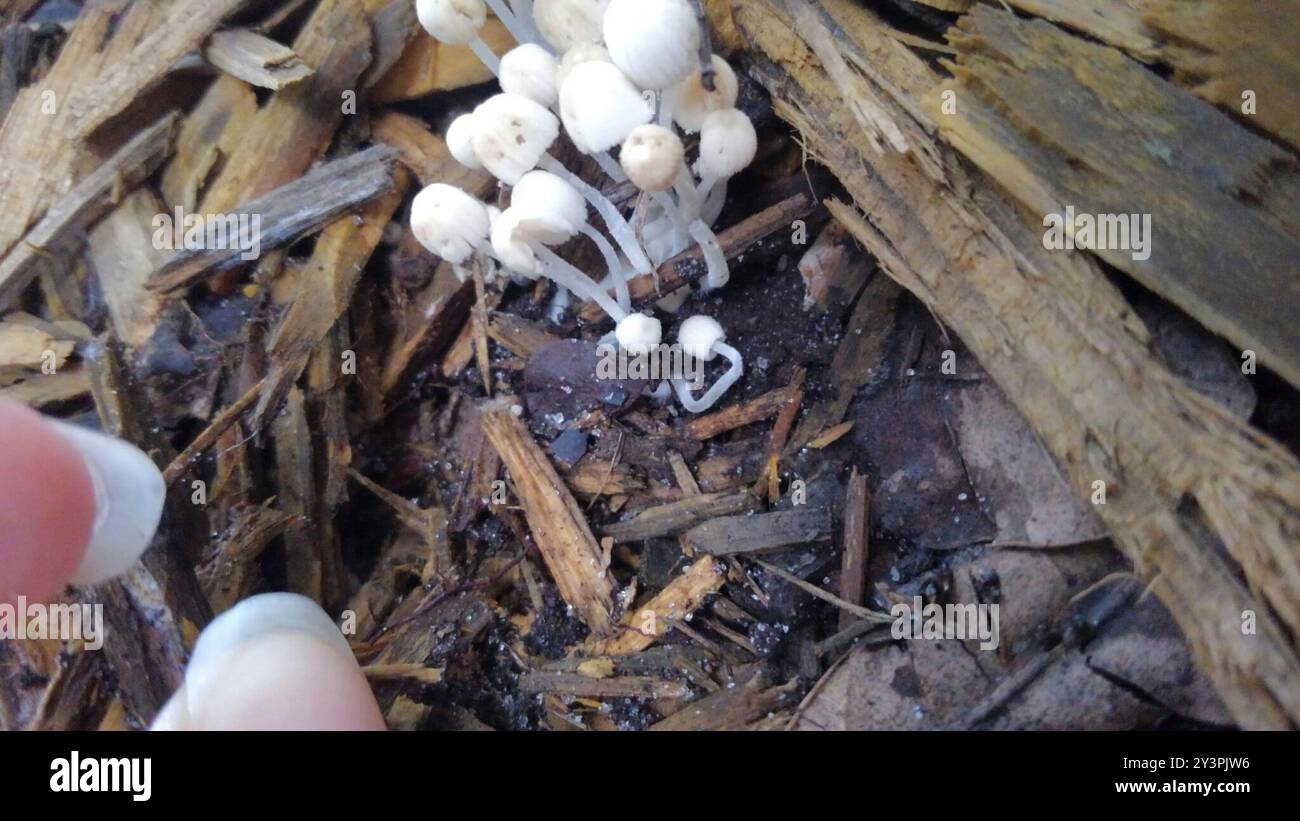 Basidiomycete Fungi (Basidiomycota) Fungi Stock Photo - Alamy
