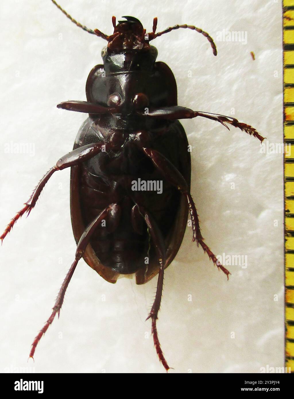 Ground Beetles (Carabidae) Insecta Stock Photo - Alamy