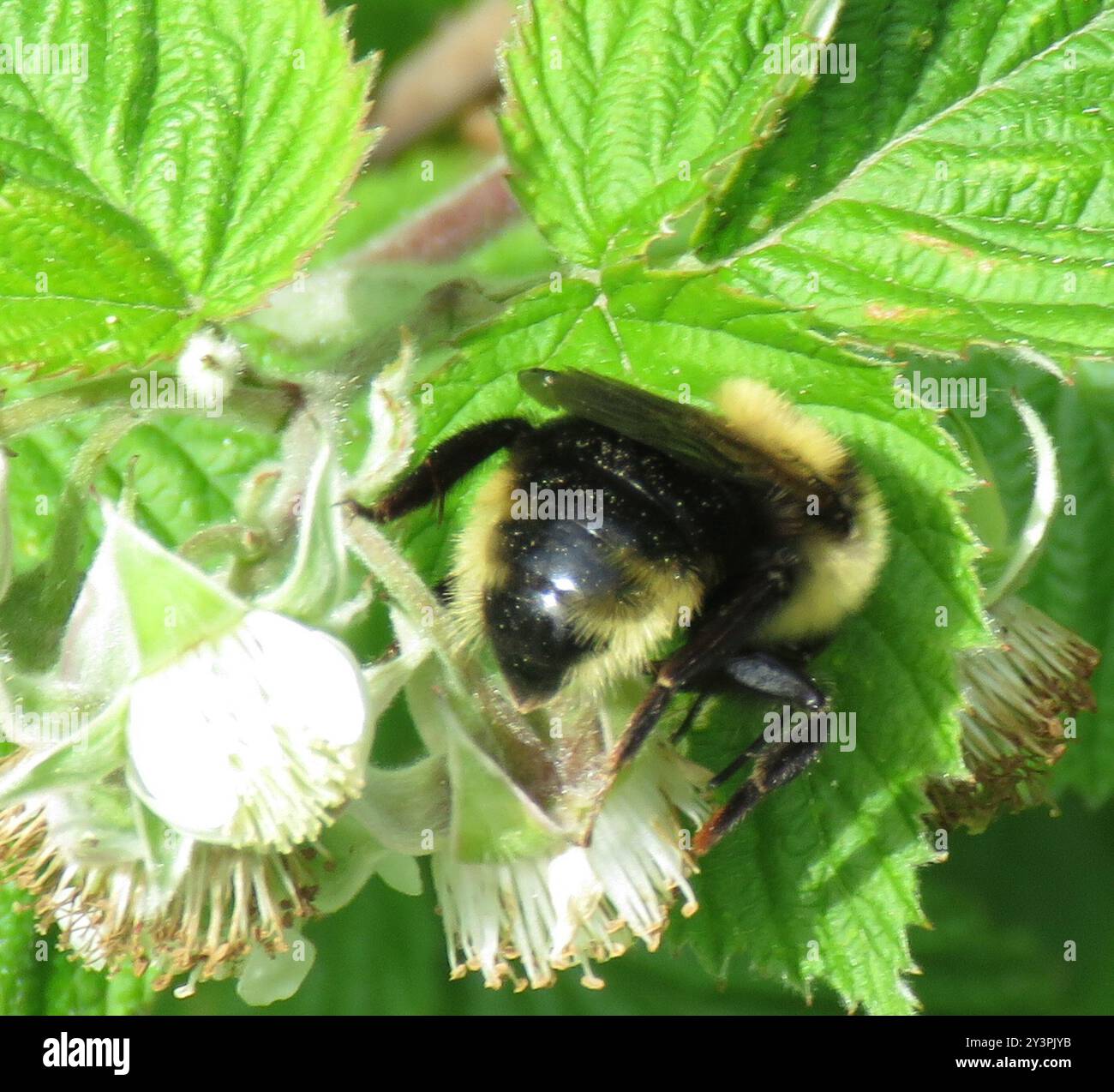 Indiscriminate Cuckoo Bumble Bee (Bombus insularis) Insecta Stock Photo ...