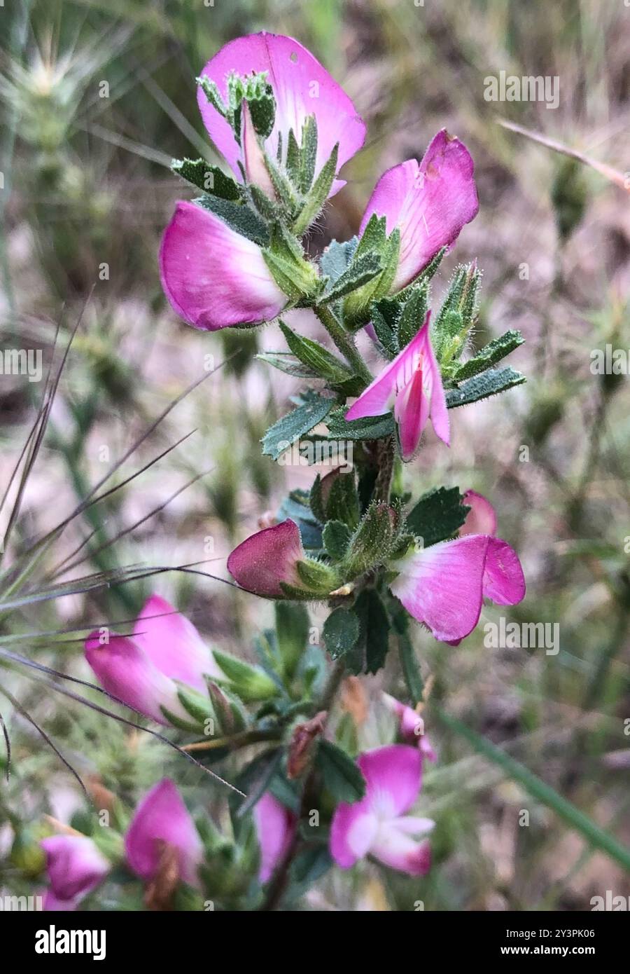 Spiny restharrow (Ononis spinosa) Plantae Stock Photo - Alamy