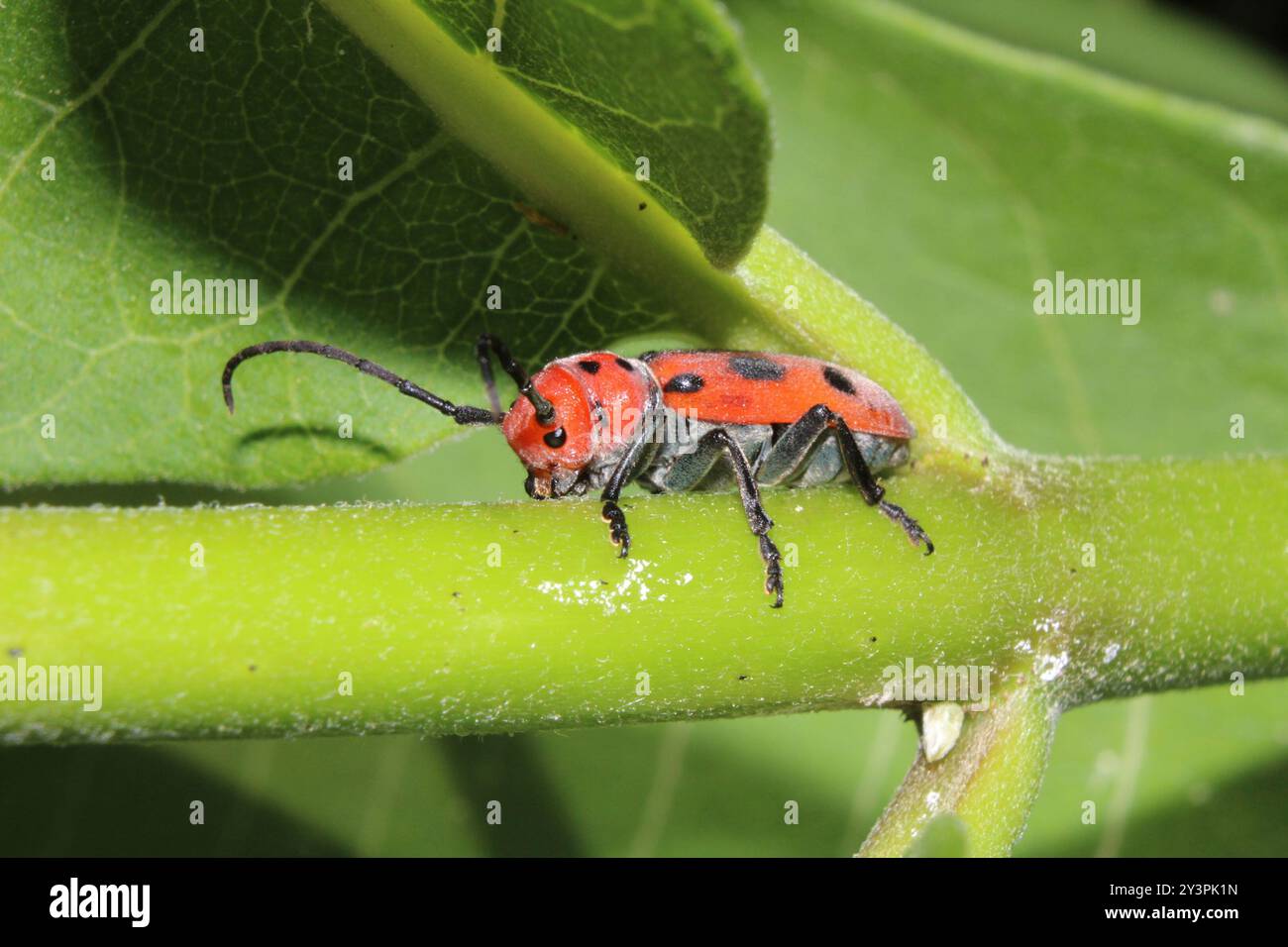 Red Milkweed Beetle (Tetraopes tetrophthalmus) Insecta Stock Photo - Alamy