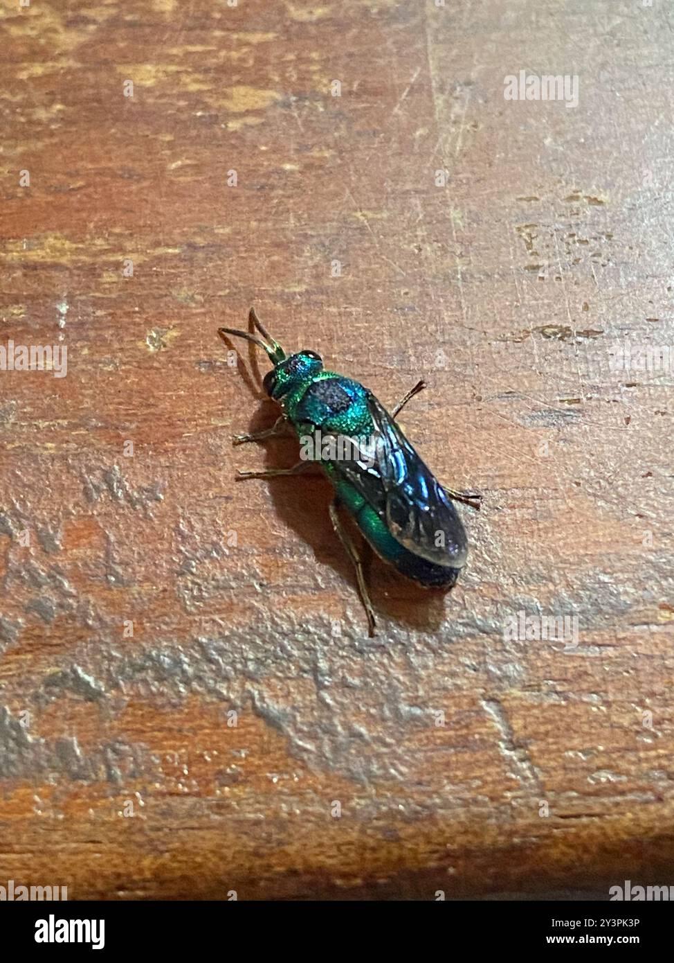 Metallic Bluish-green Cuckoo Wasp (Chrysis angolensis) Insecta Stock ...