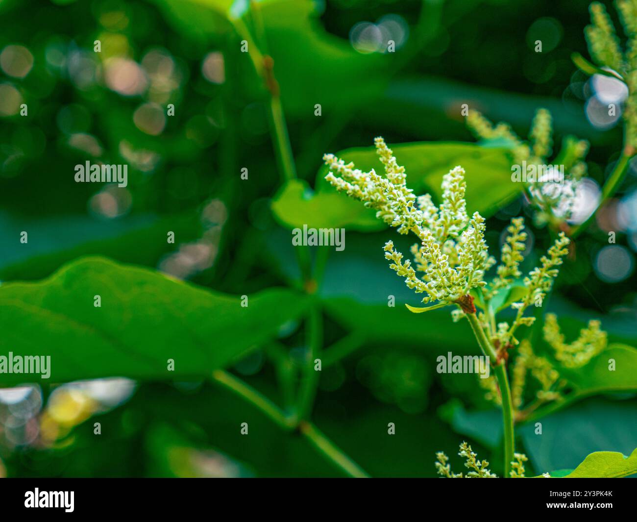 A close up of the Japanese knotweed plant Stock Photo - Alamy
