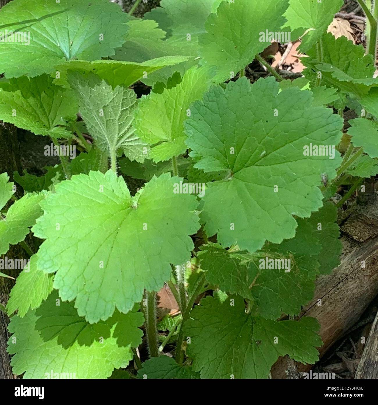 plants (Plantae) Plantae Stock Photo - Alamy
