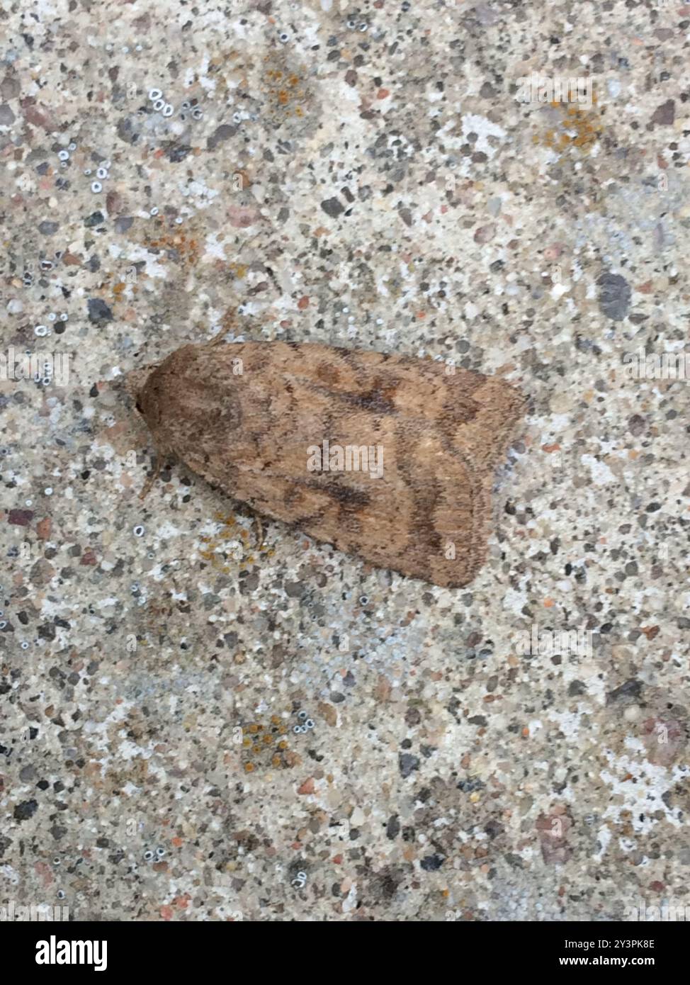 Mottled Rustic (Caradrina morpheus) Insecta Stock Photo - Alamy