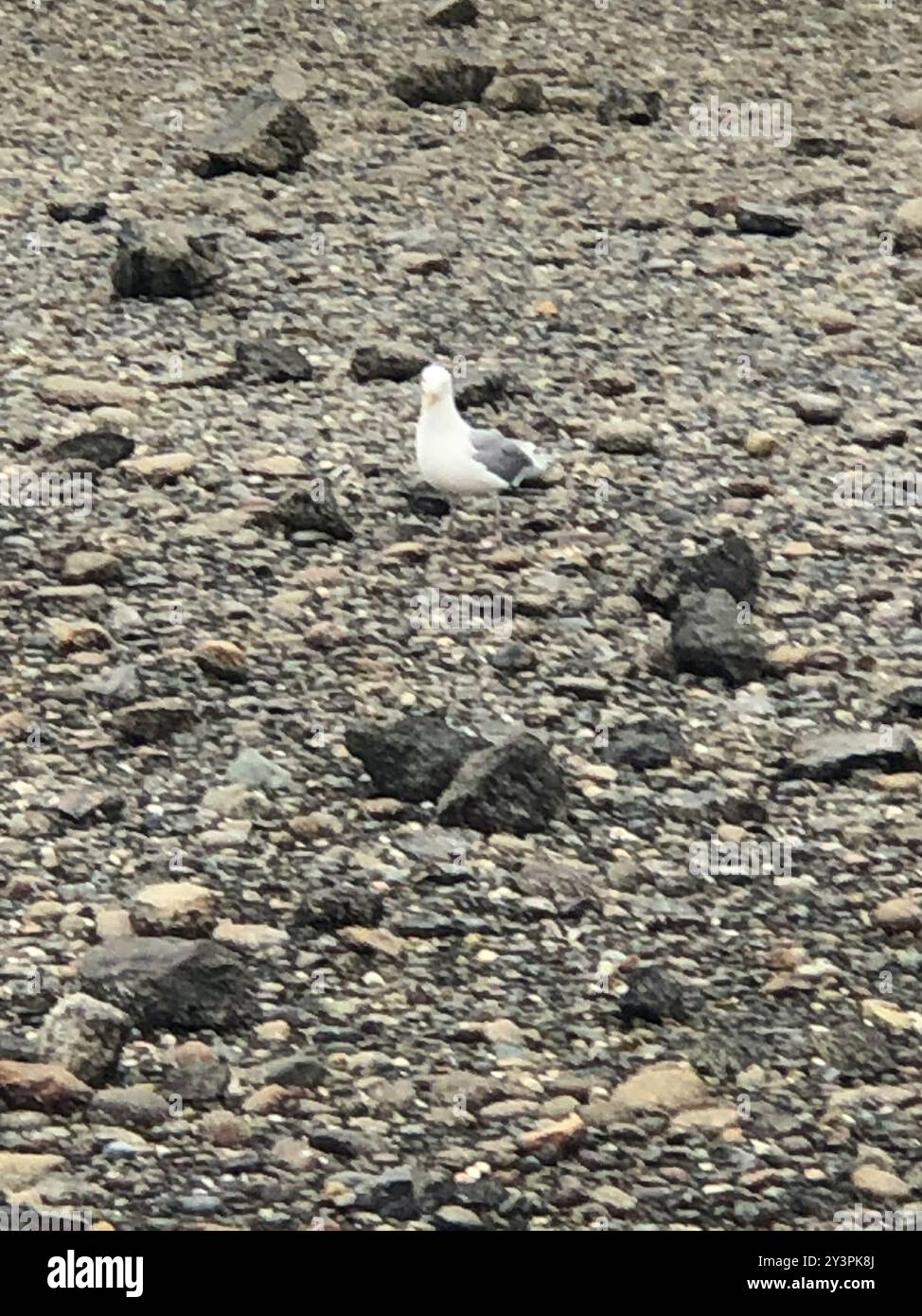 Olympic Gull (Larus glaucescens × occidentalis) Aves Stock Photo - Alamy