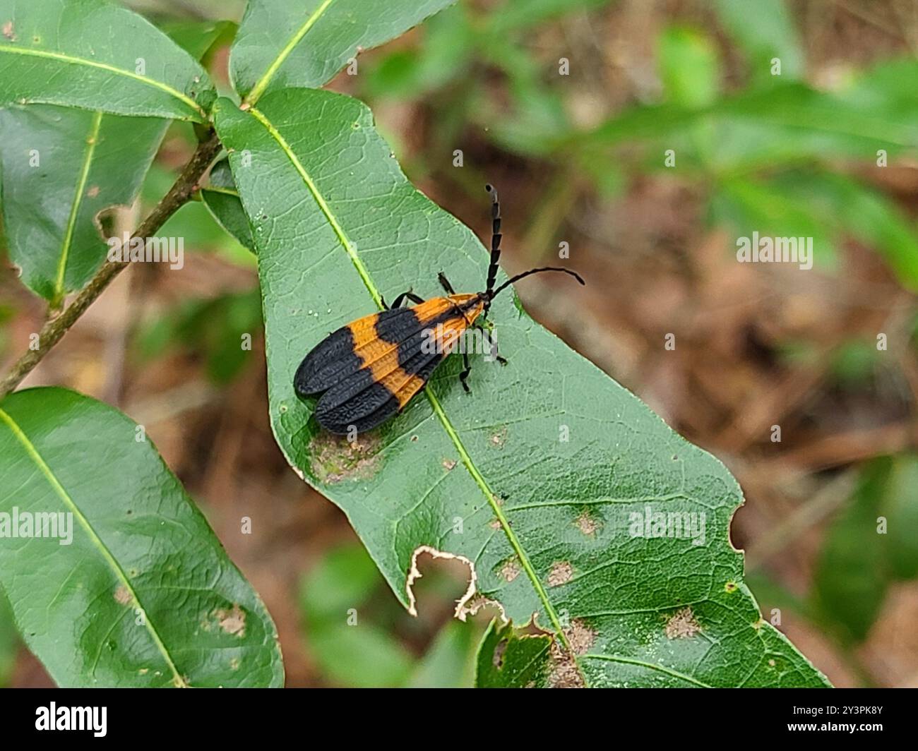 Reticulated Net-winged Beetle (Calopteron reticulatum) Insecta Stock ...