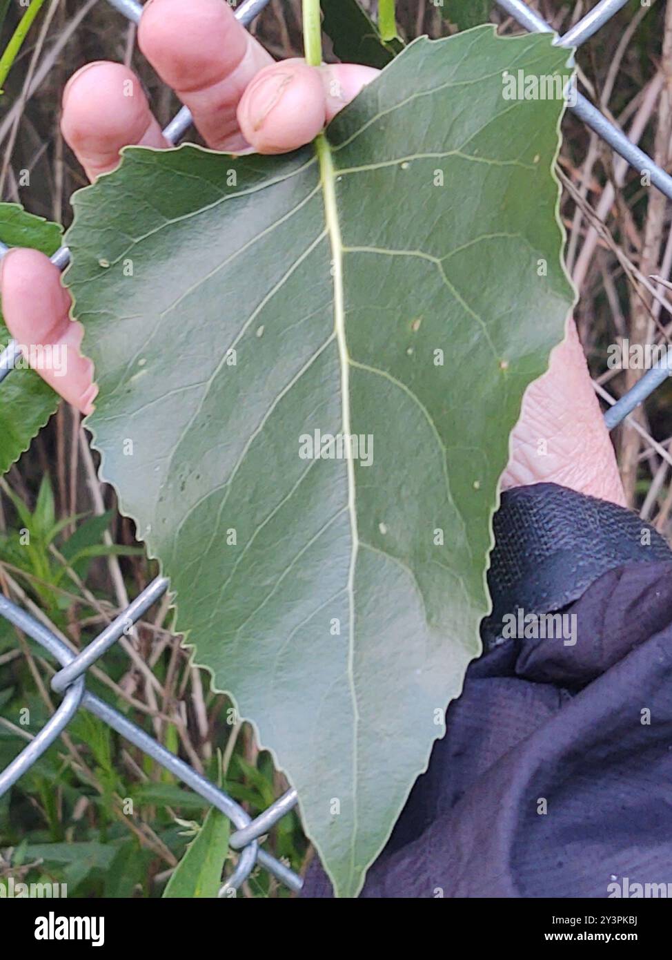 Eastern Cottonwood (Populus deltoides) Plantae Stock Photo - Alamy