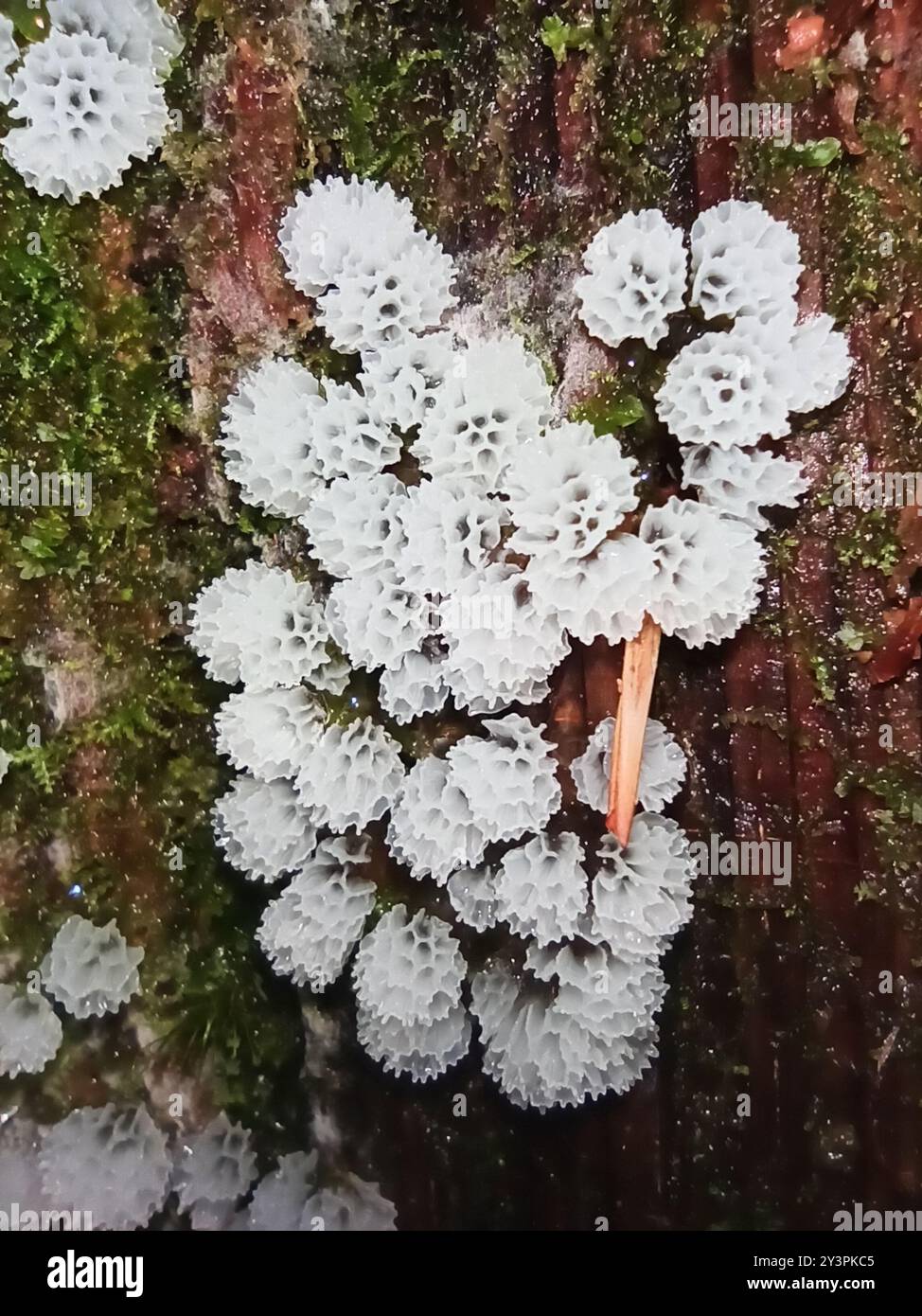 Honeycomb Coral Slime Mold (Ceratiomyxa fruticulosa) Protozoa Stock ...
