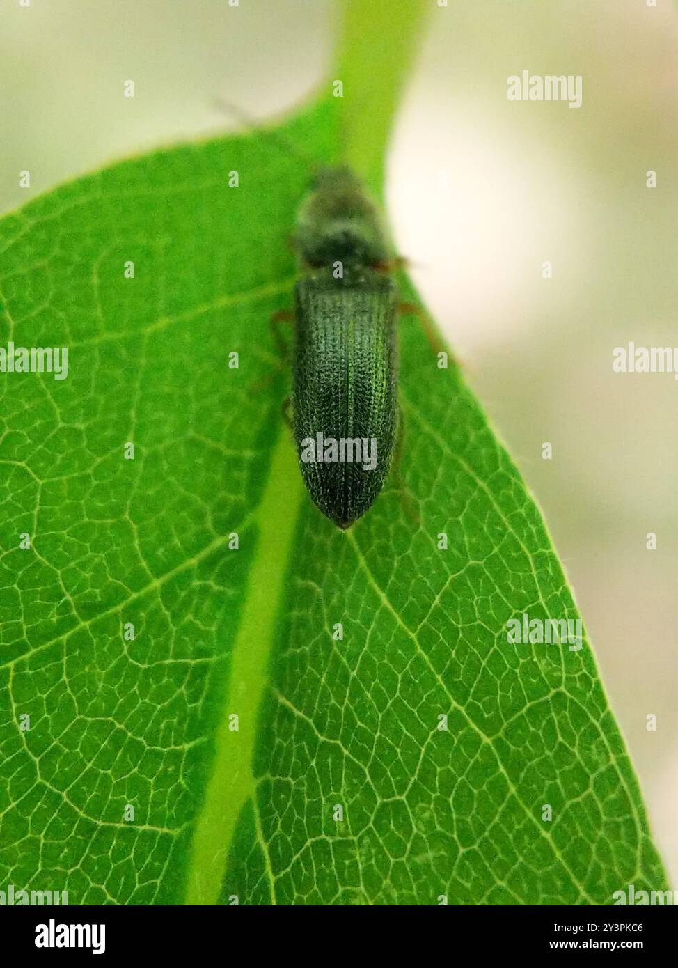 Basal Click Beetle (Limonius basilaris) Insecta Stock Photo - Alamy