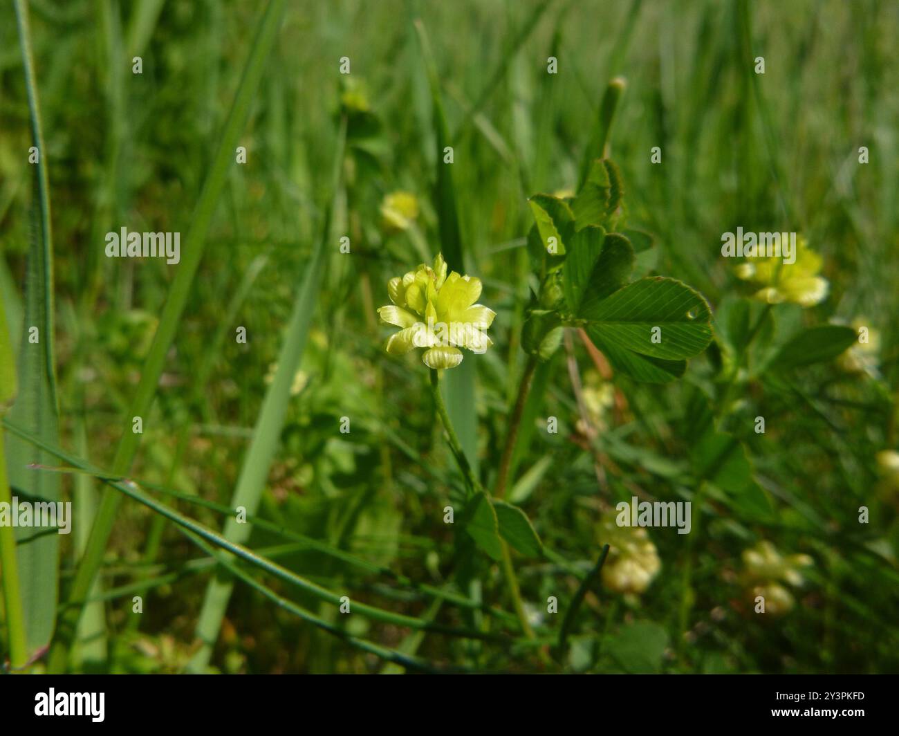 hop trefoil (Trifolium campestre) Plantae Stock Photo - Alamy