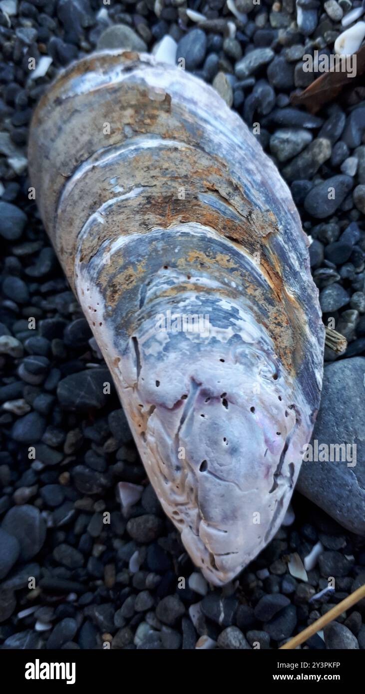 New Zealand Green-lipped Mussel (Perna canaliculus) Mollusca Stock ...