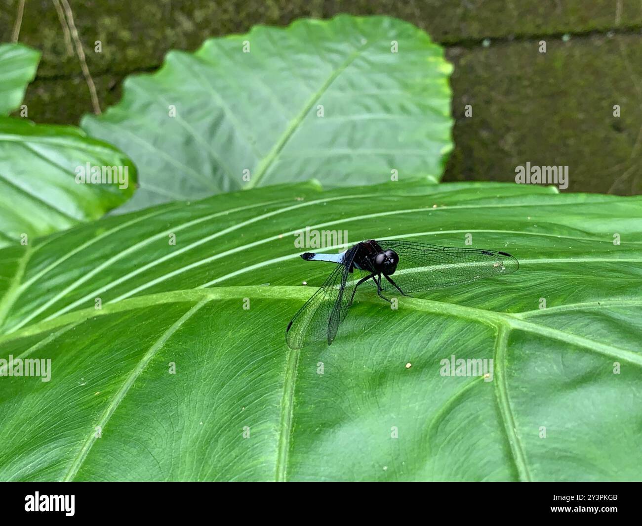 Blue-tailed Forest Hawk (Orthetrum triangulare) Insecta Stock Photo - Alamy