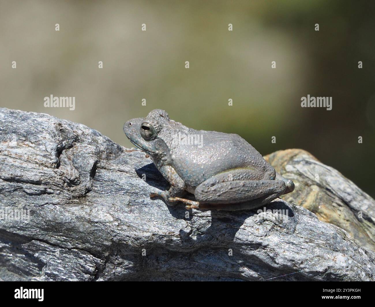 Ota's stream tree frog (Buergeria otai) Amphibia Stock Photo - Alamy