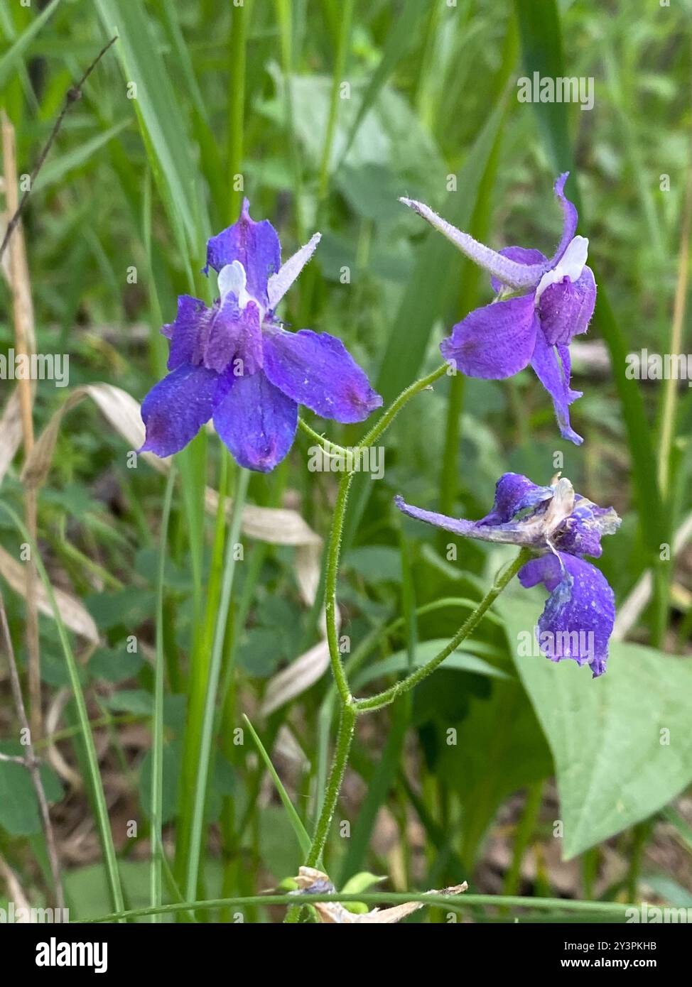 Low Larkspur (Delphinium bicolor) Plantae Stock Photo - Alamy