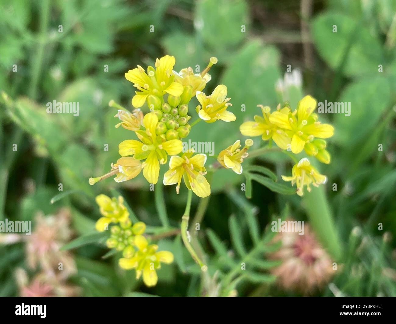 Bog Yellowcress (Rorippa palustris) Plantae Stock Photo - Alamy