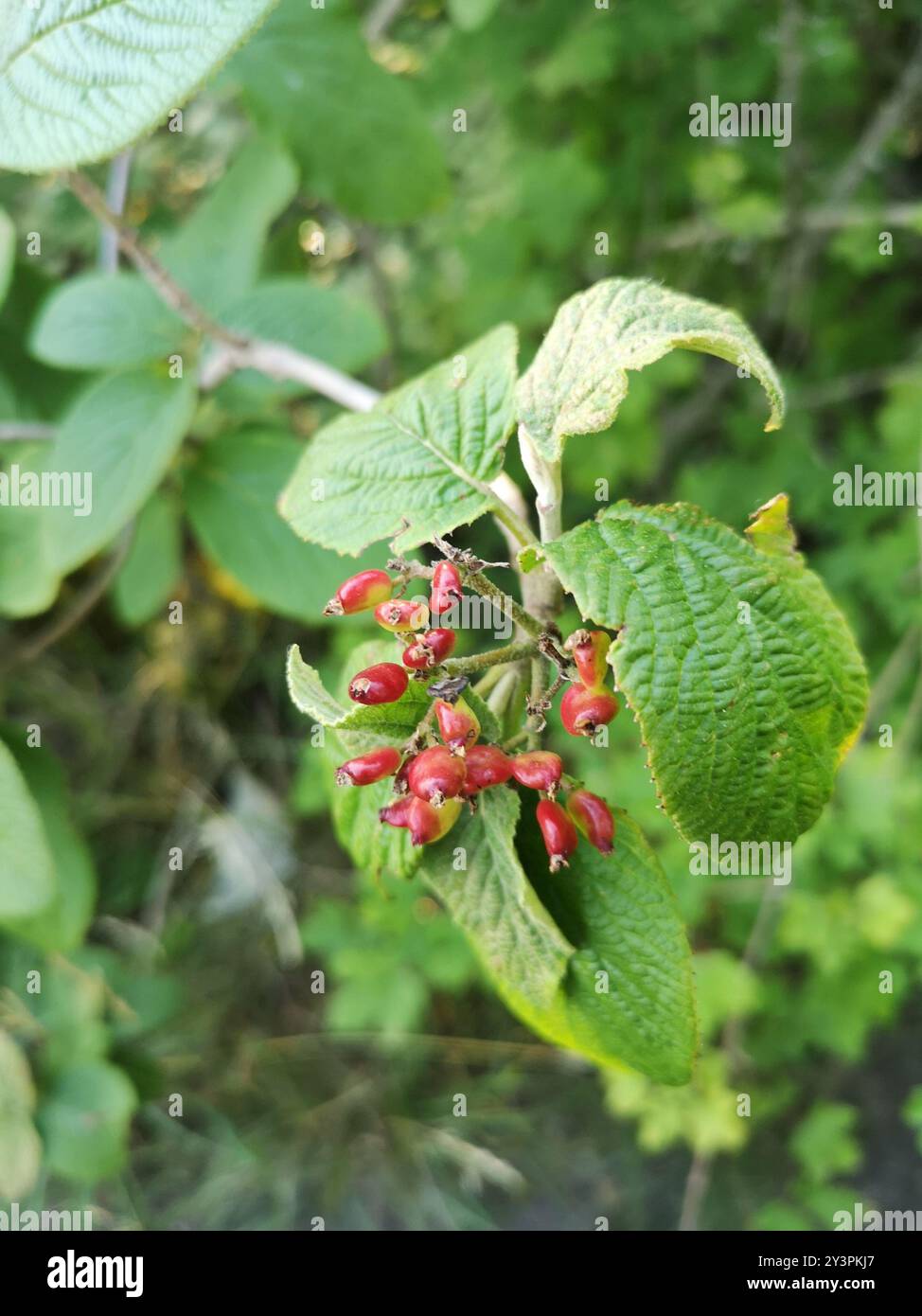 Wayfaring-tree (Viburnum lantana) Plantae Stock Photo - Alamy