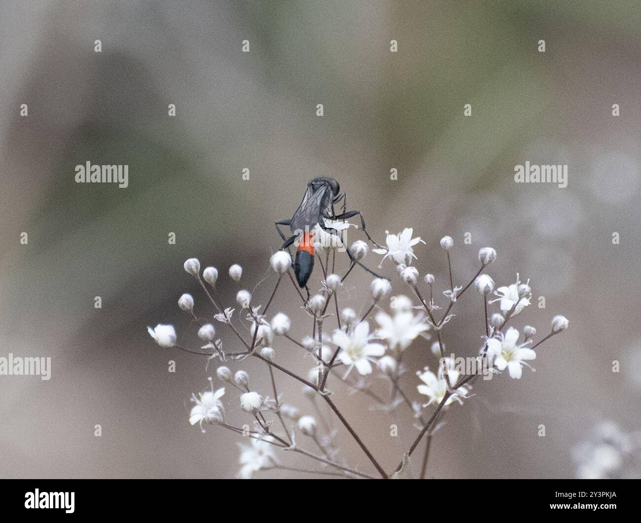 Cutworm Wasps (Podalonia) Insecta Stock Photo - Alamy