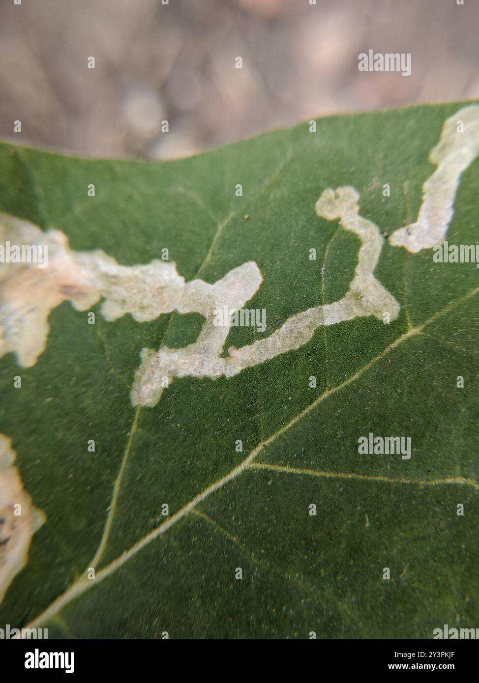 Spinach Leafminer (Pegomya hyoscyami) Insecta Stock Photo - Alamy