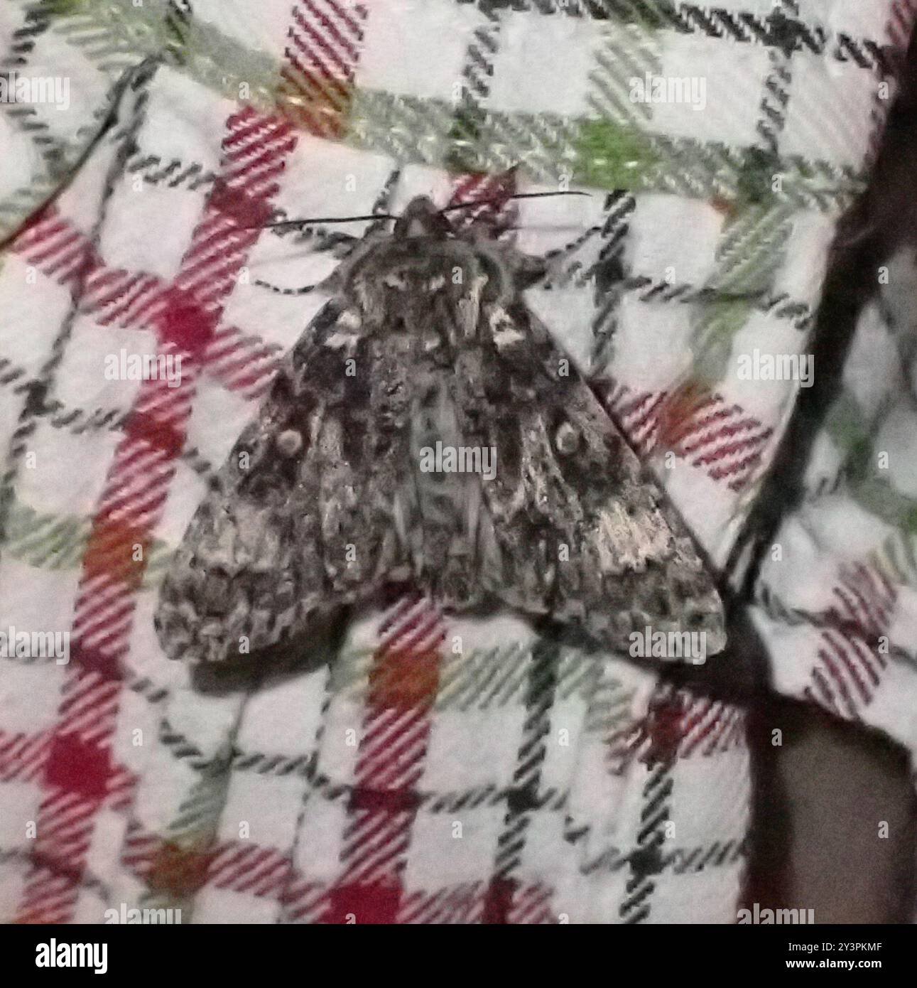 Poplar Grey (Acronicta megacephala) Insecta Stock Photo - Alamy