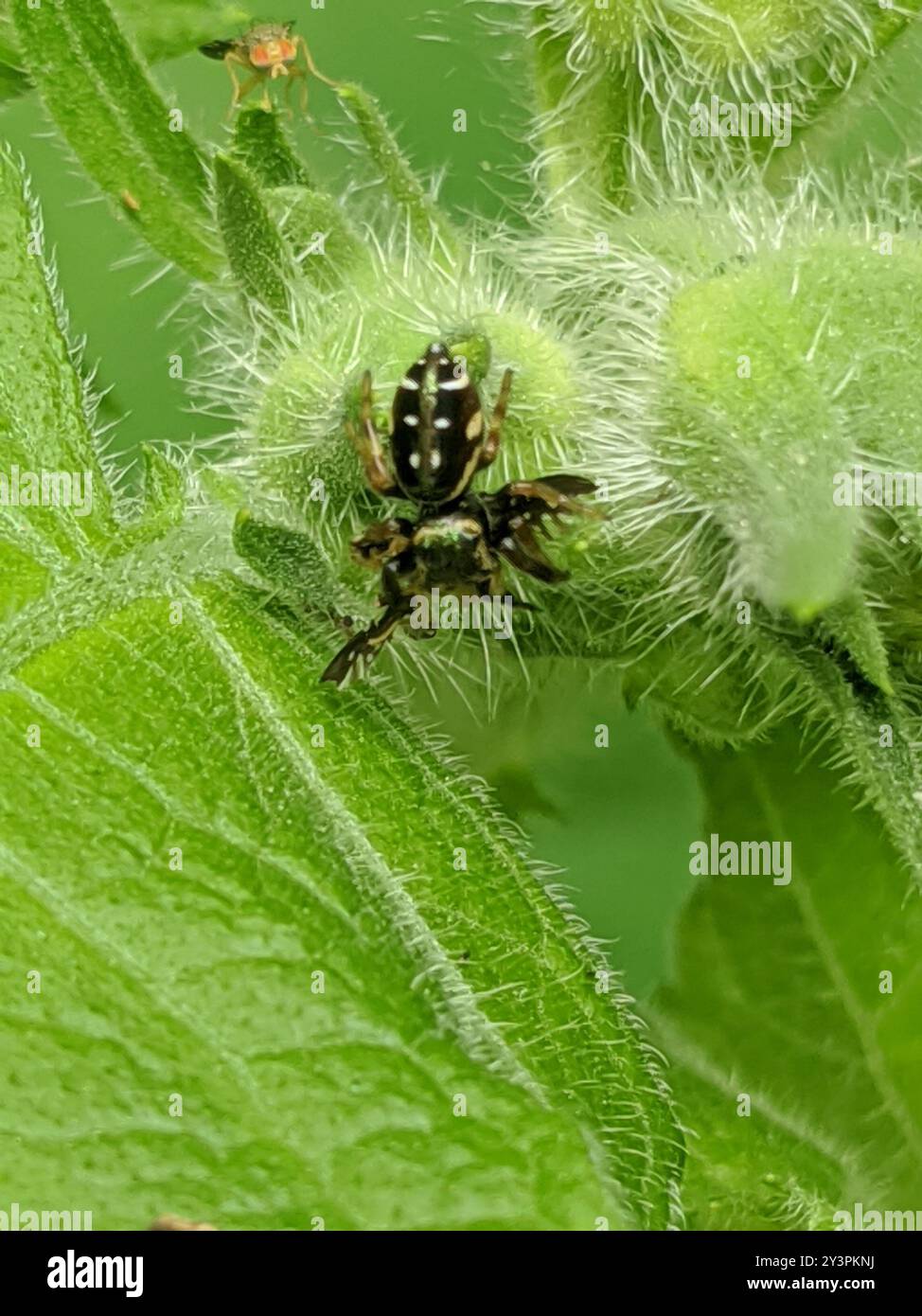 Golden Jumping Spider (Paraphidippus aurantius) Arachnida Stock Photo ...