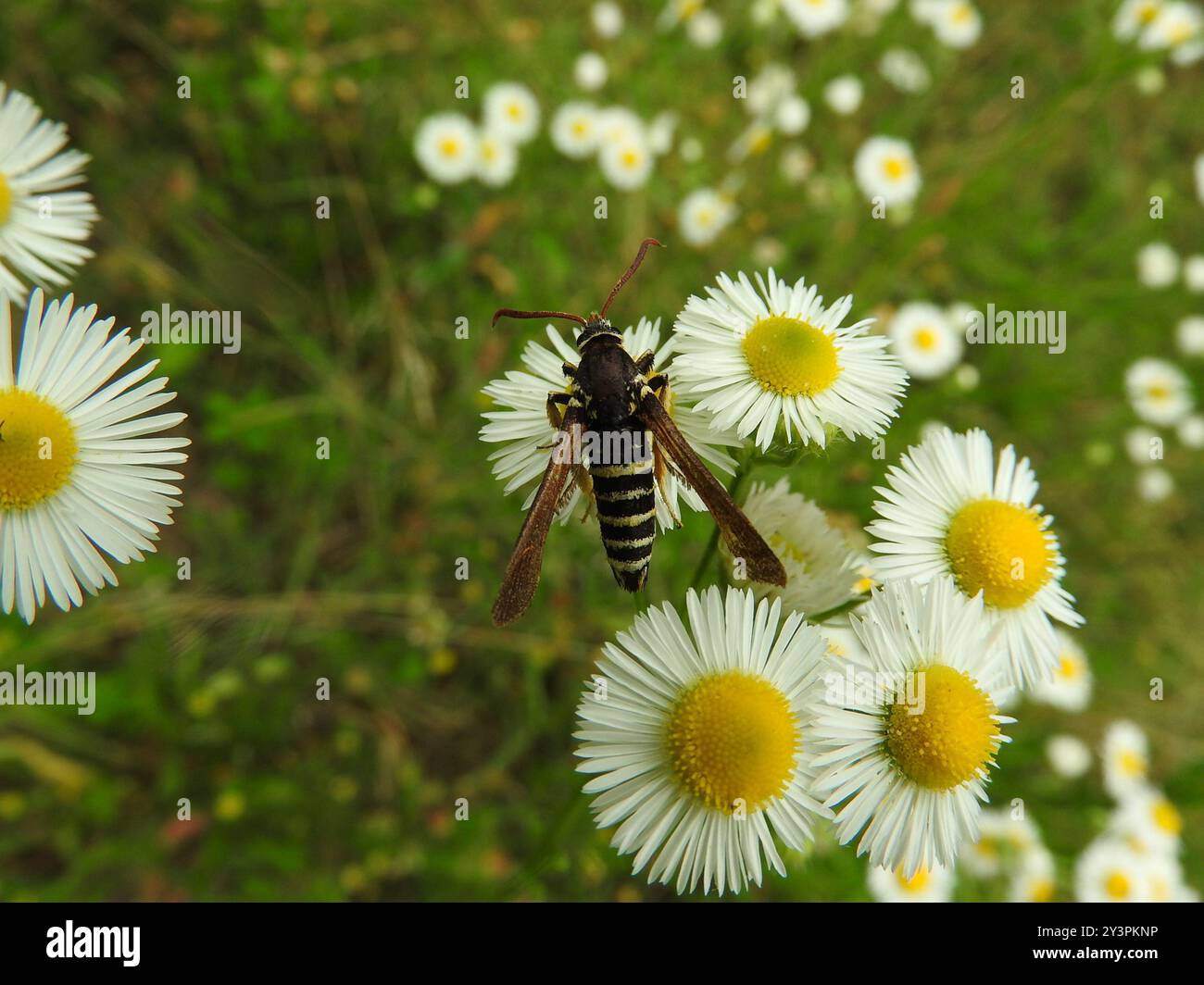 Dusky Clearwing Moth (Paranthrene tabaniformis) Insecta Stock Photo - Alamy
