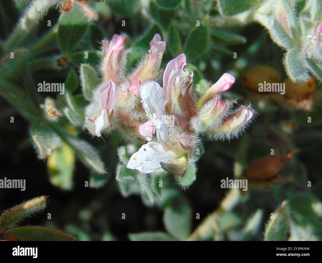 Hairy Canary-clover (Lotus hirsutus) Plantae Stock Photo - Alamy