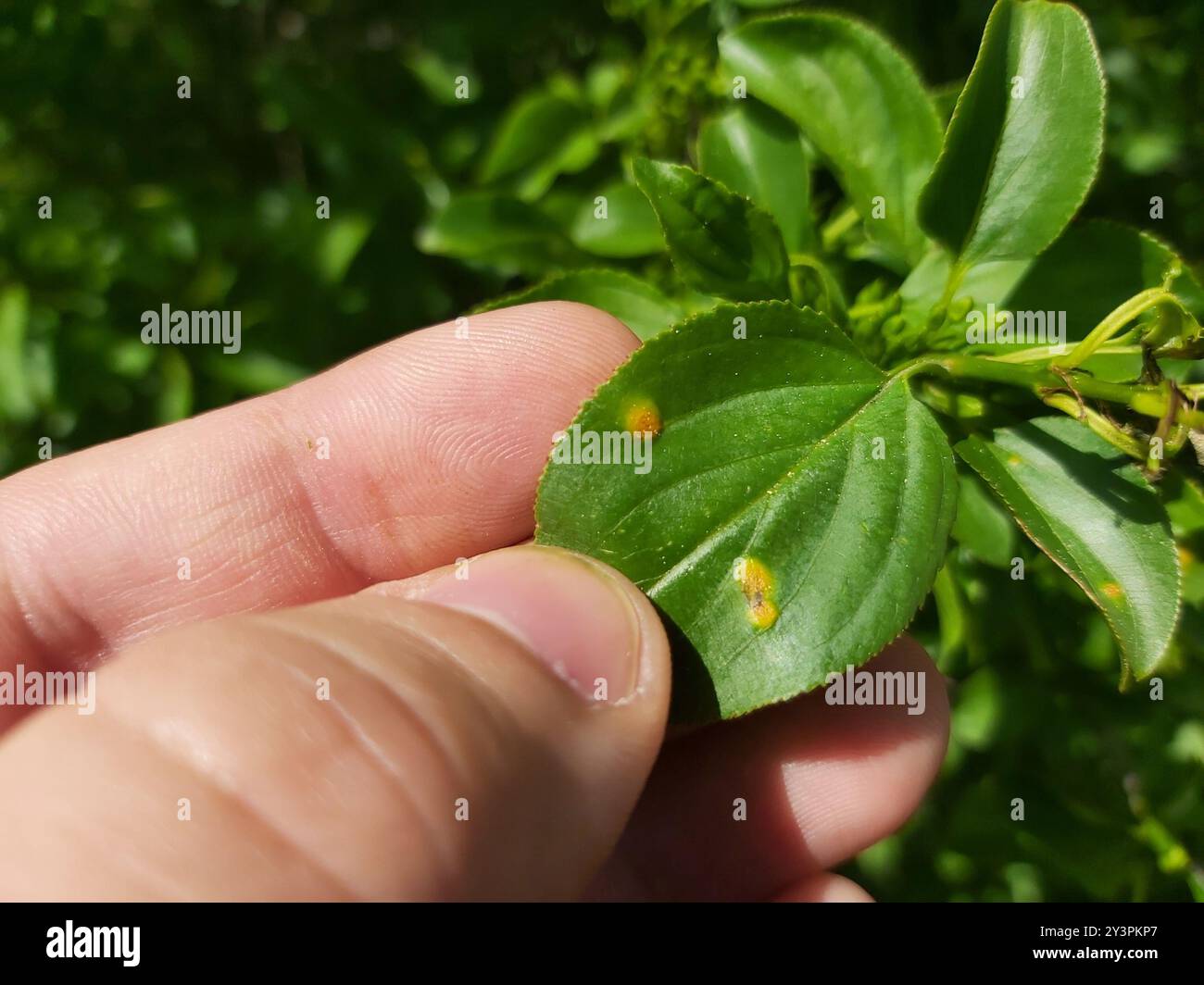 Crown Rust (Puccinia coronata) Fungi Stock Photo - Alamy
