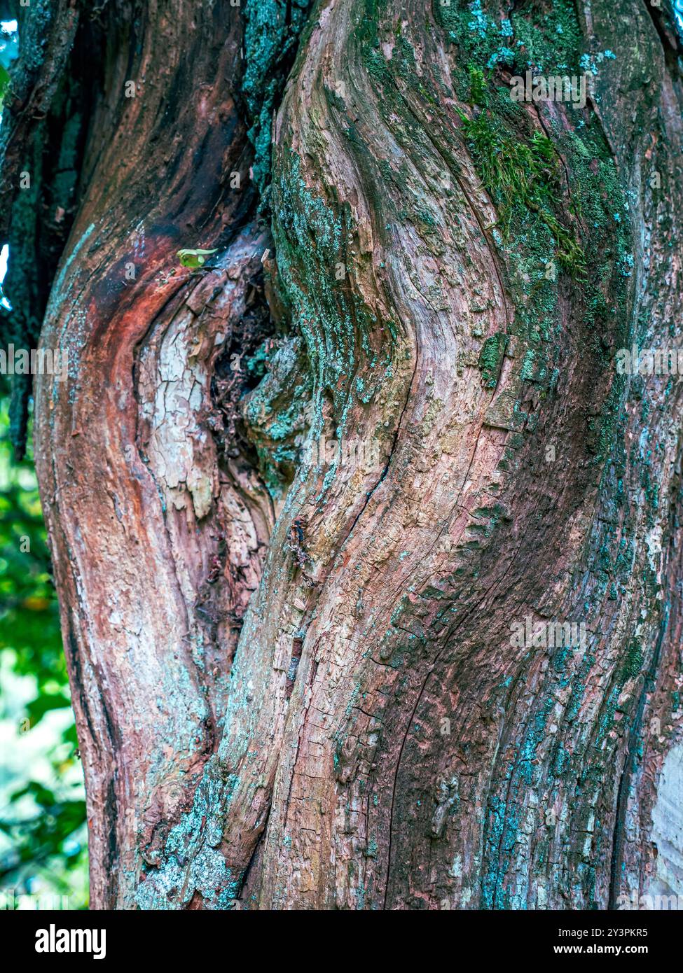 A large knothole on the tree in close-up Stock Photo - Alamy