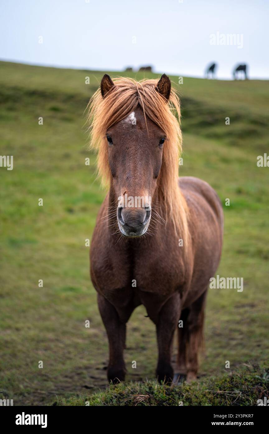 Icelandic ponny horse Stock Photo - Alamy