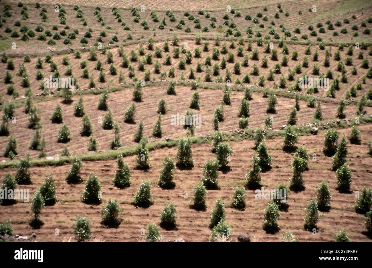 Yemen coffee hi-res stock photography and images - Alamy