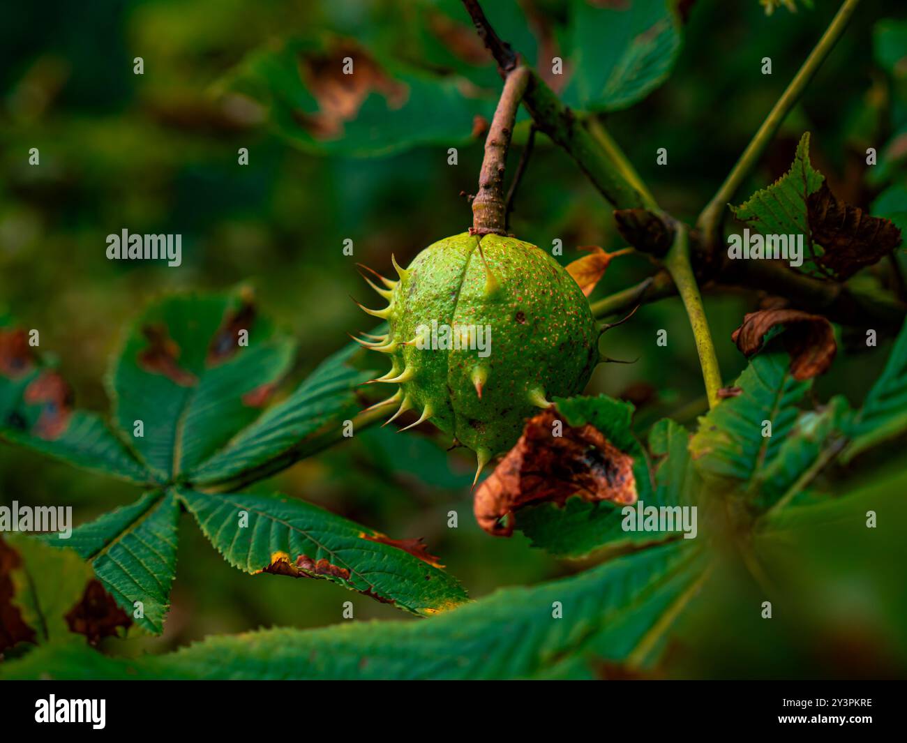 A close-up of a common horse chestnut tree that is still closed Stock ...