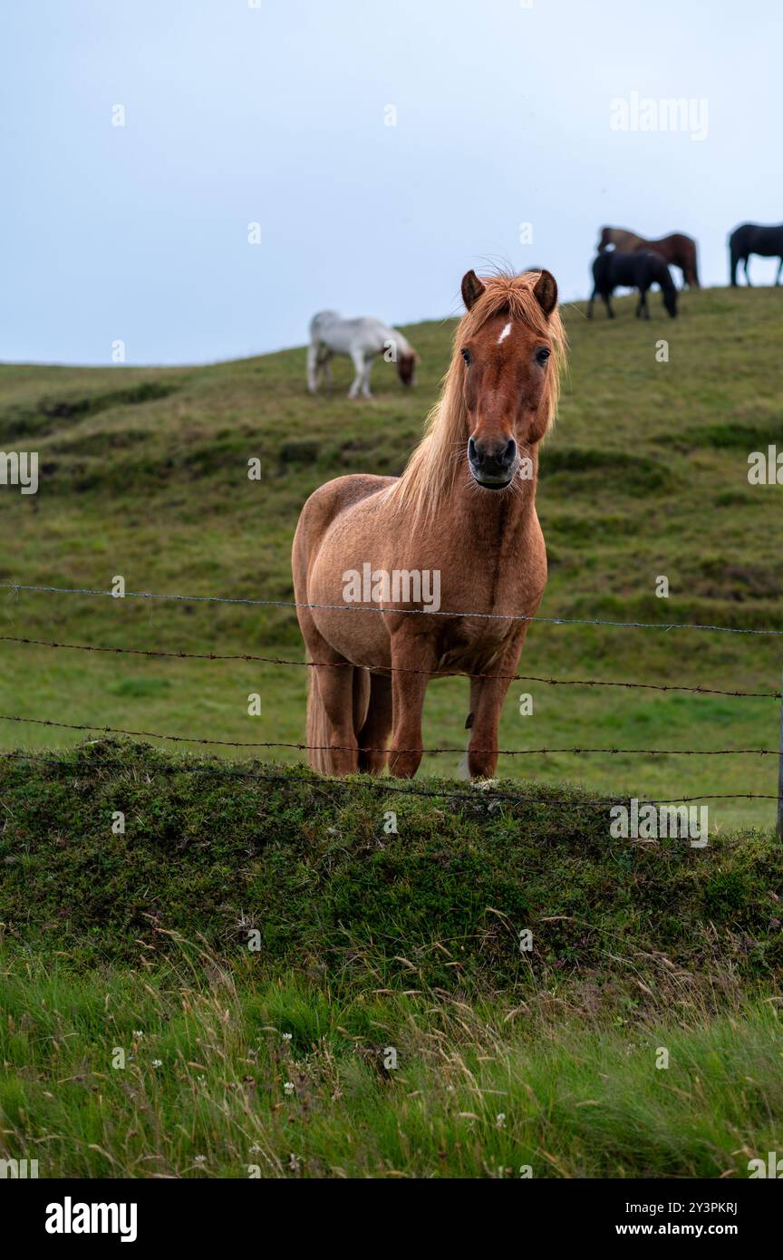 Icelandic ponny horse Stock Photo - Alamy