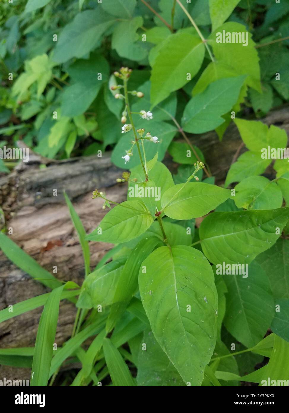 broadleaf enchanter's nightshade (Circaea canadensis) Plantae Stock ...