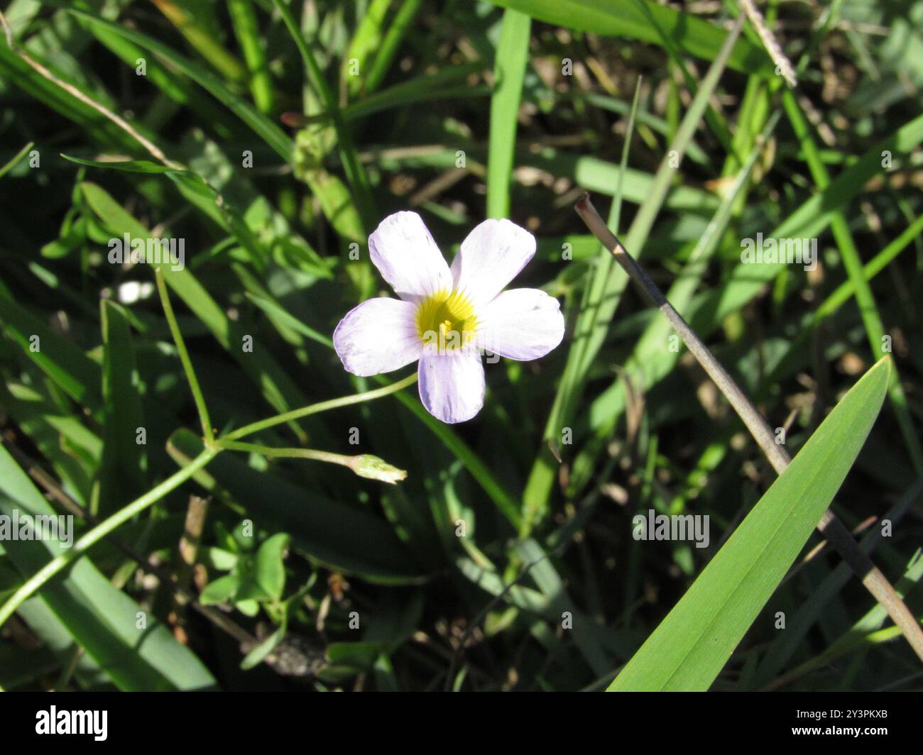 Goat's-foot (Oxalis caprina) Plantae Stock Photo - Alamy